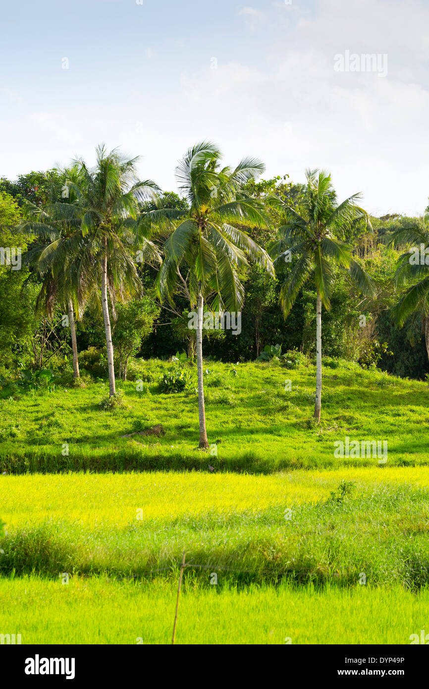 Rice Field in Puerto Princesa, Palawan, Philippines Stock Photo - Alamy