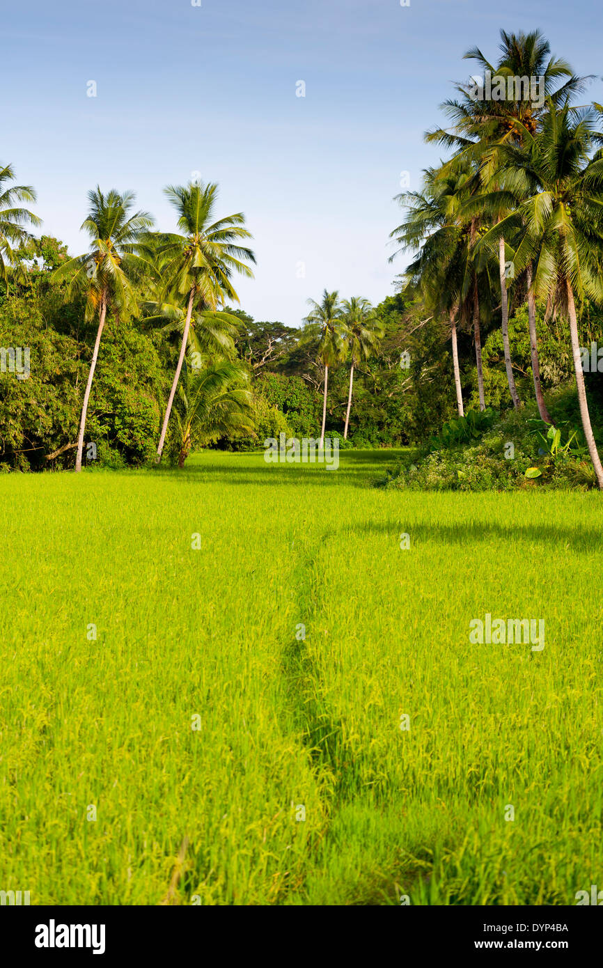 Rice Field in Puerto Princesa, Palawan, Philippines Stock Photo - Alamy