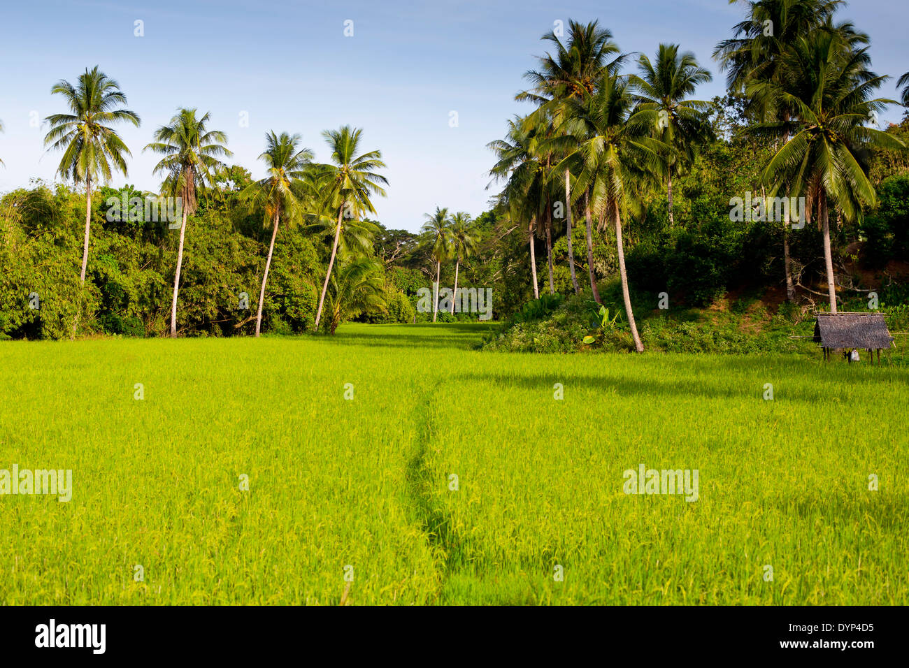 Rice field in palawan hi-res stock photography and images - Alamy