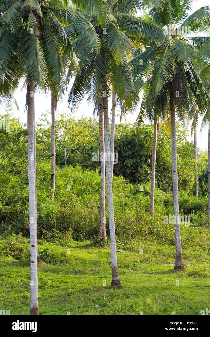 Rural Landscape in Puerto Princesa, Palawan, Philippines Stock Photo ...