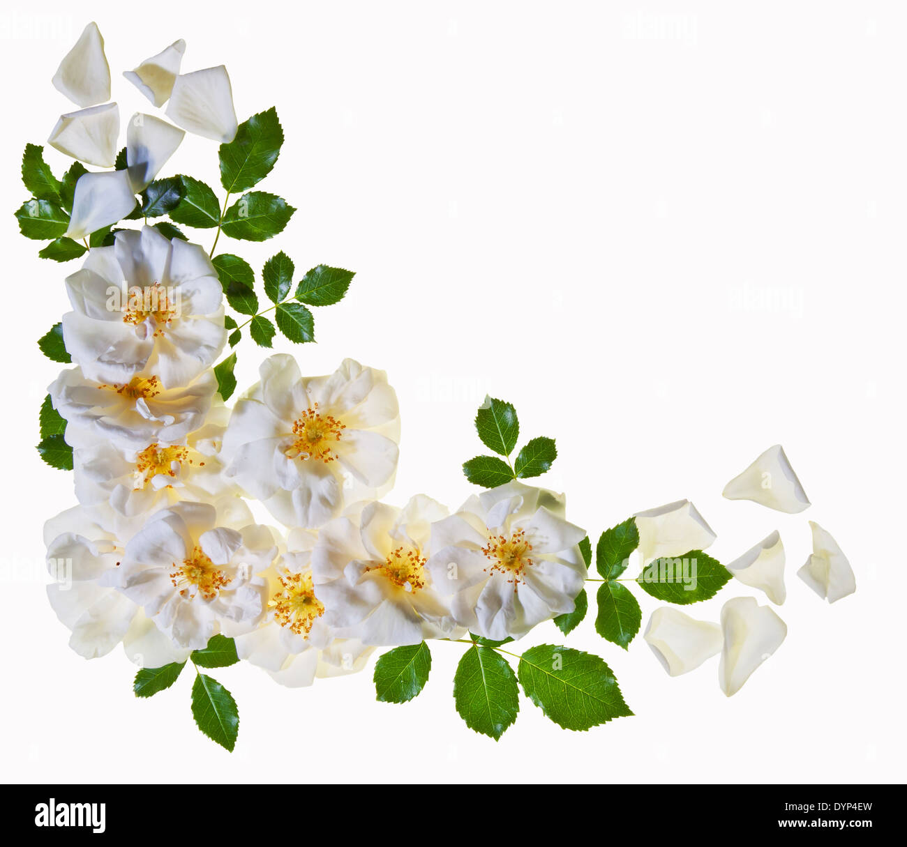 A border of beautful pure white roses isolated against white background ...