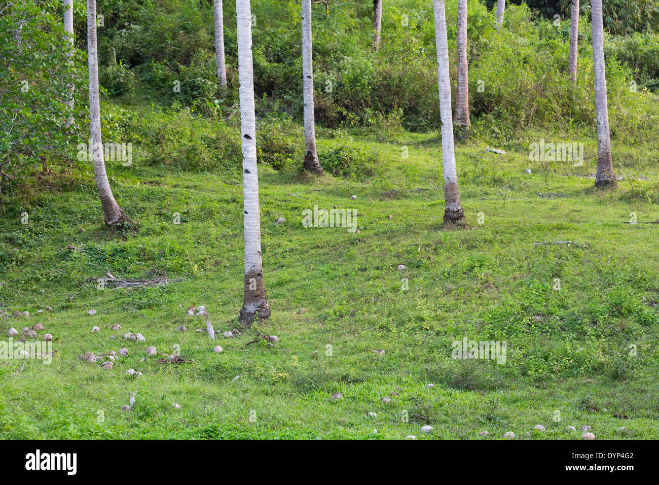 Rural Landscape in Puerto Princesa, Palawan, Philippines Stock Photo ...