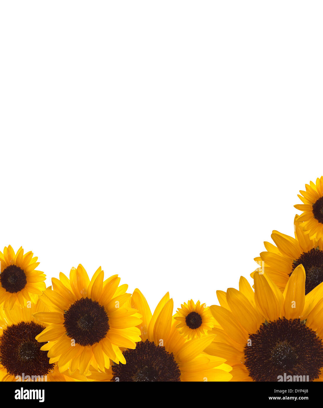 Happy yellow border made of beautiful bright sunflowers isolated on ...