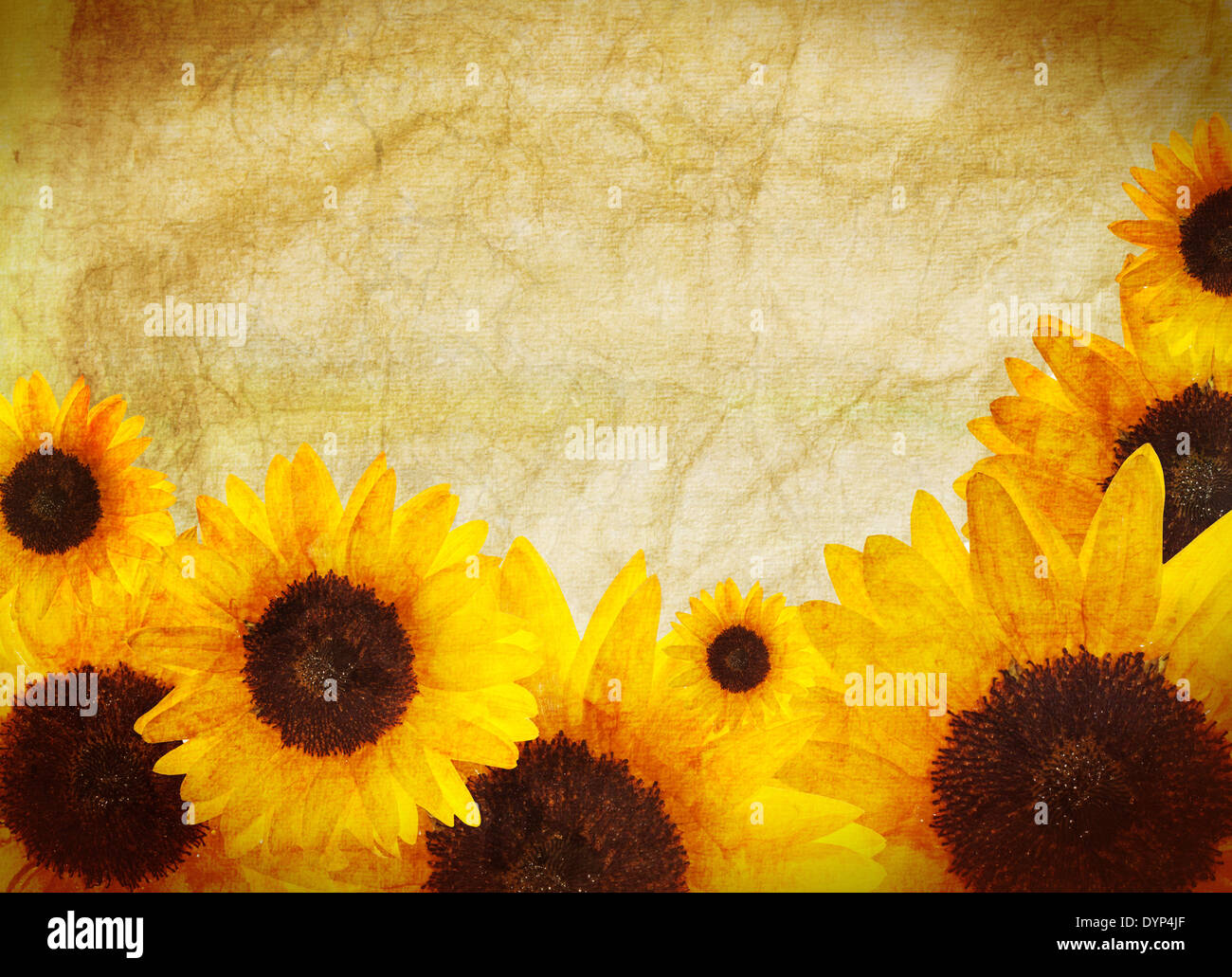 Yellow border made of beautiful bright sunflowers. Distressed vintage ...