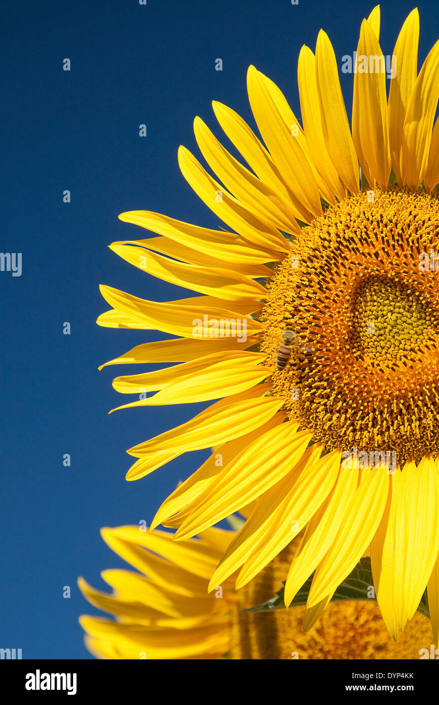 Busy summer flower border hi-res stock photography and images - Alamy