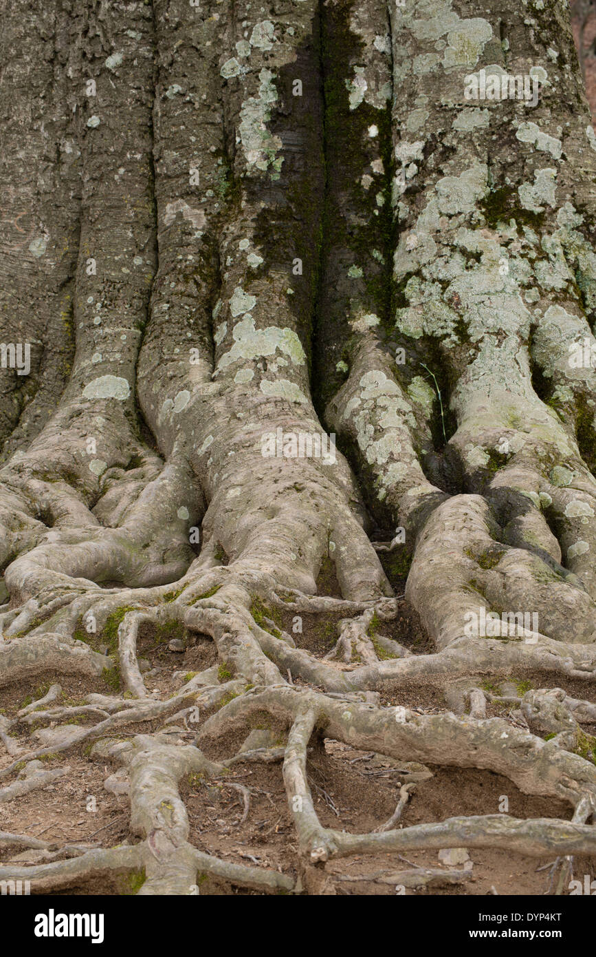 Roots from trees hi-res stock photography and images - Alamy