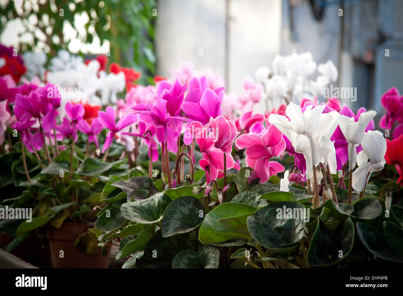 Red cyclamen flowers grow in hi-res stock photography and images - Alamy