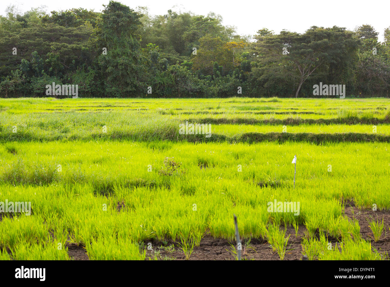 Rice Field in Puerto Princesa, Palawan, Philippines Stock Photo - Alamy