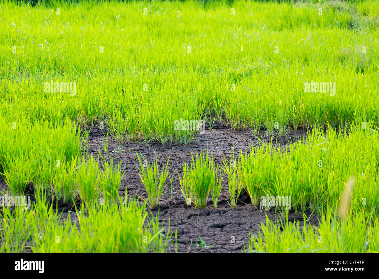 Rice Field in Puerto Princesa, Palawan, Philippines Stock Photo - Alamy