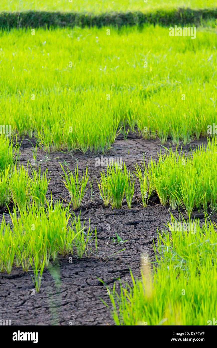 Rice Field in Puerto Princesa, Palawan, Philippines Stock Photo - Alamy