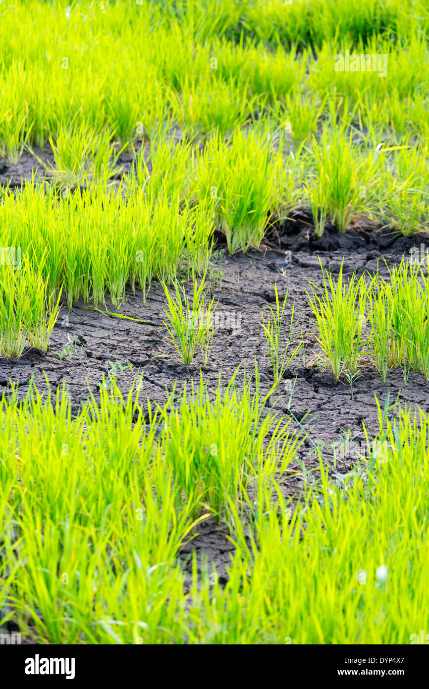 Rice Field in Puerto Princesa, Palawan, Philippines Stock Photo - Alamy