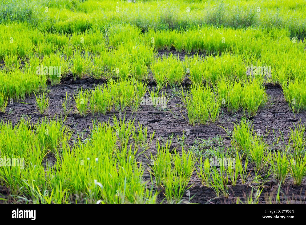 Rice Field in Puerto Princesa, Palawan, Philippines Stock Photo - Alamy