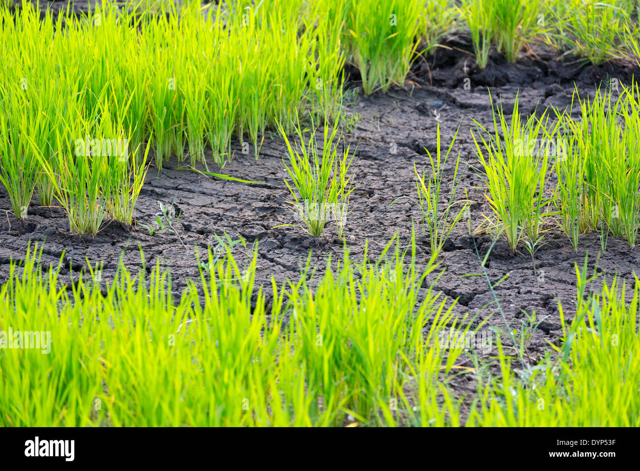 Rice Field in Puerto Princesa, Palawan, Philippines Stock Photo - Alamy