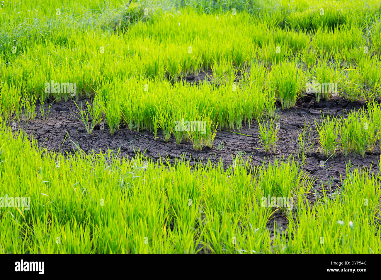 Rice Field in Puerto Princesa, Palawan, Philippines Stock Photo - Alamy