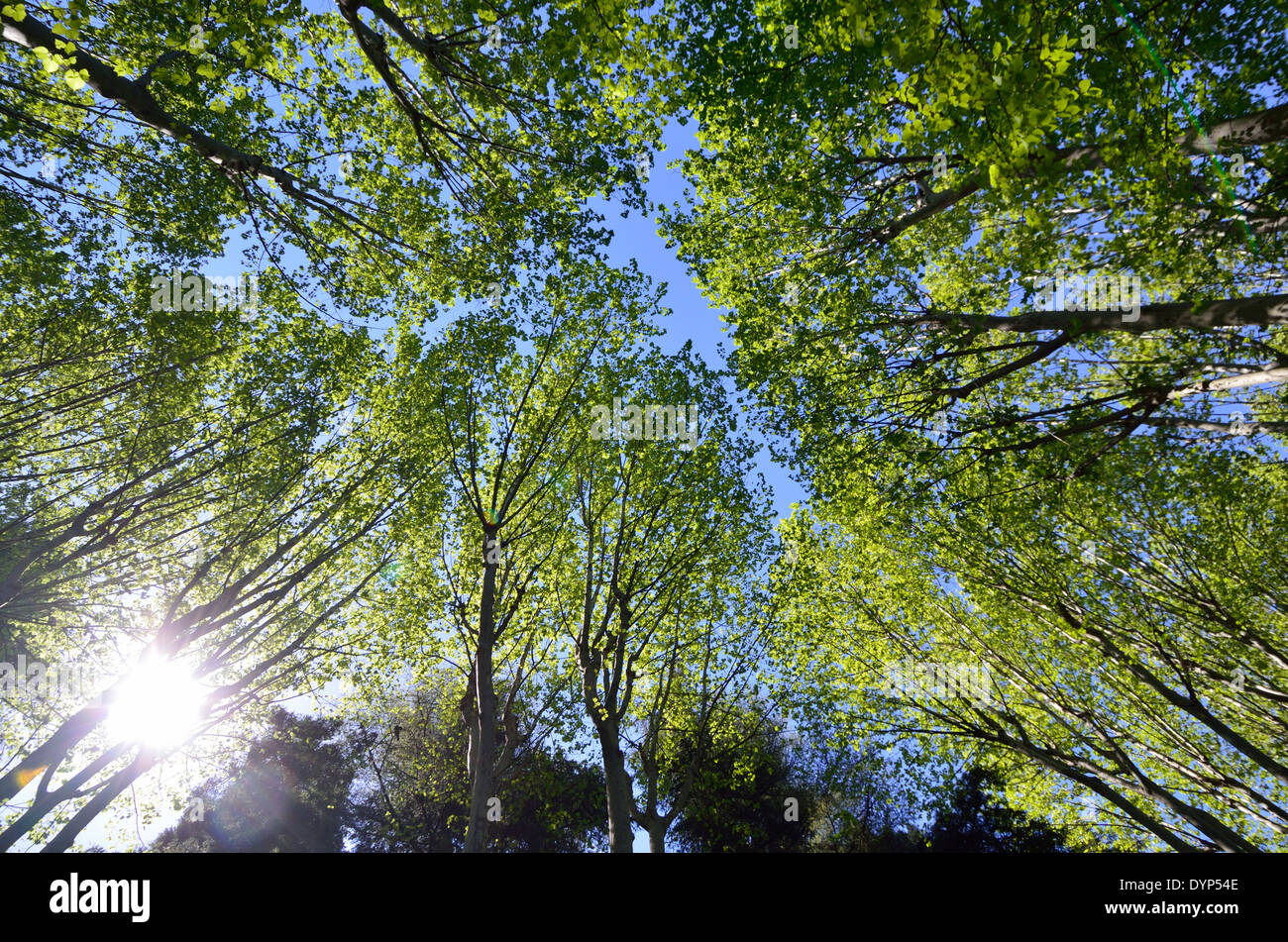 Trees in the sun hi-res stock photography and images - Alamy