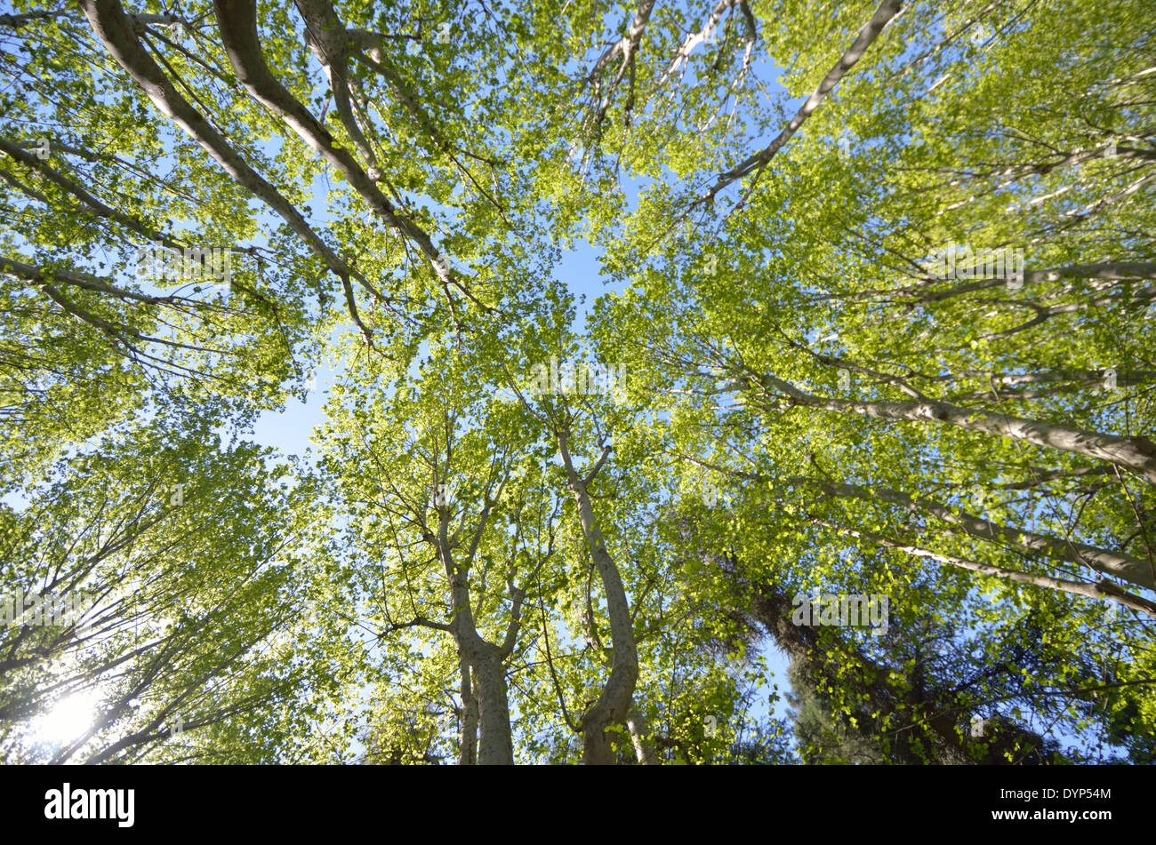 Green trees in the sun Stock Photo - Alamy