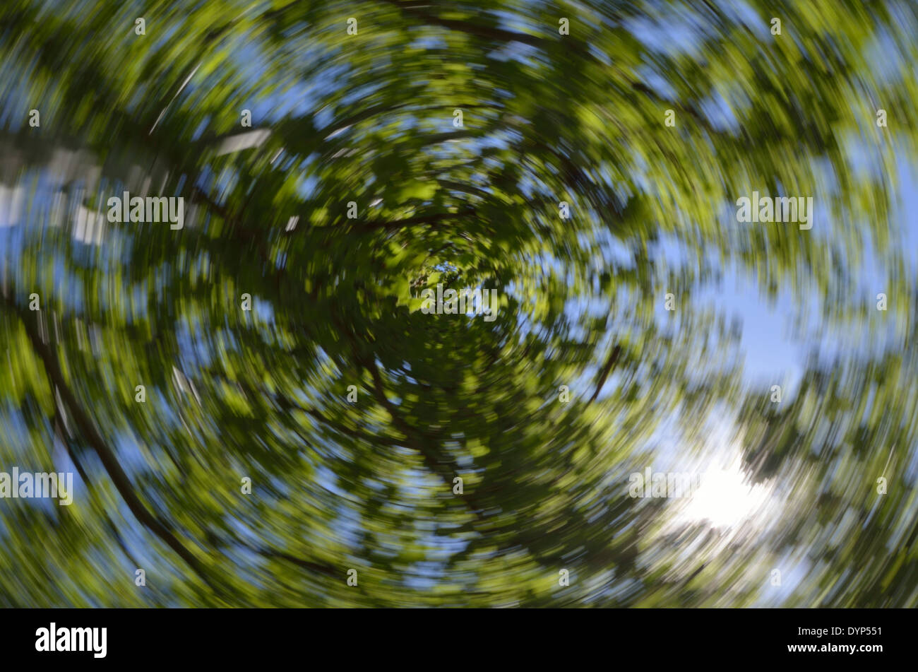 Green trees in the sun spinning Stock Photo - Alamy