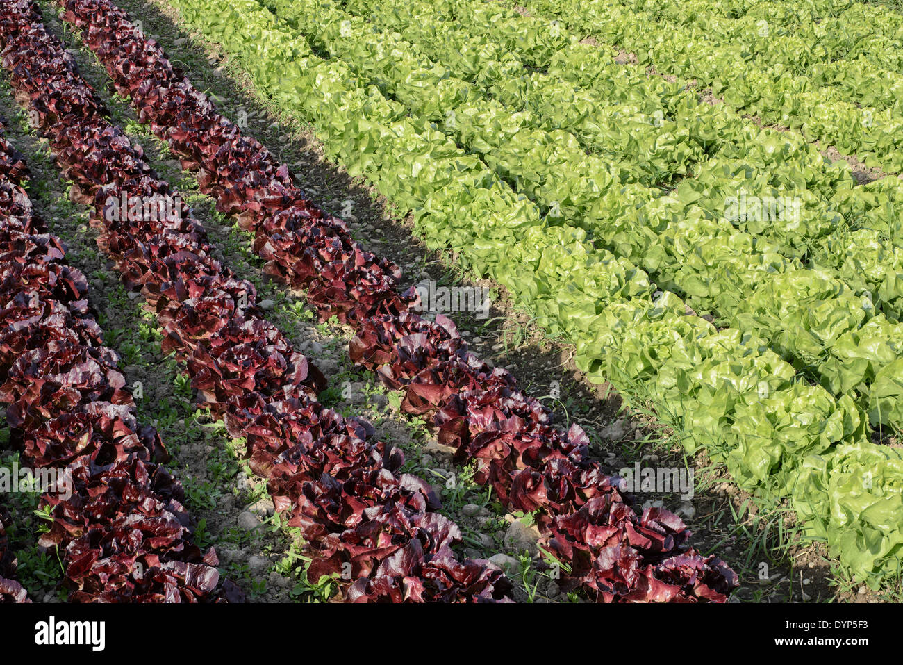 Salad lettuce lines rows field Stock Photo - Alamy