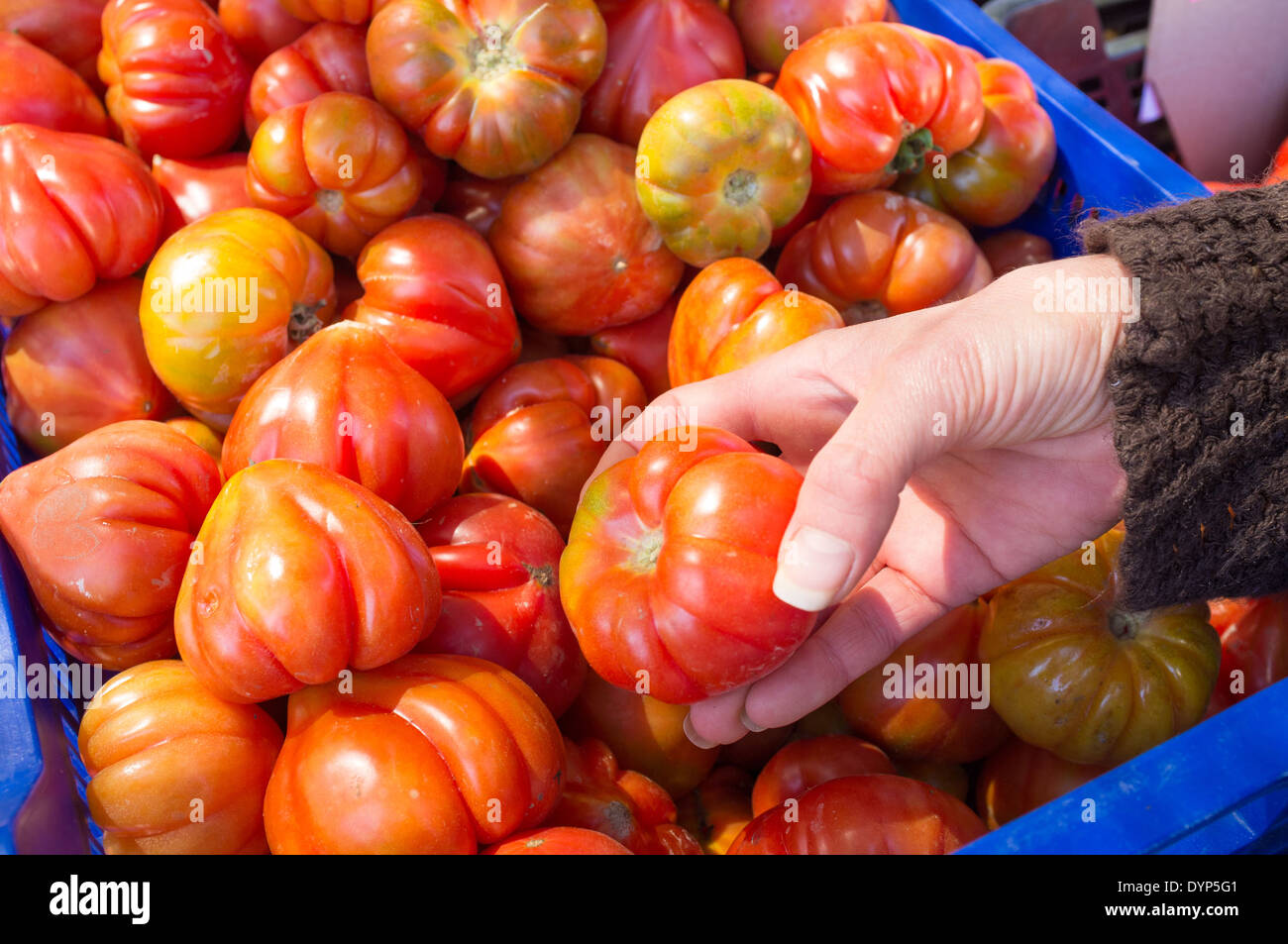 Female hand choosing tomatoes on a market stall Stock Photo - Alamy