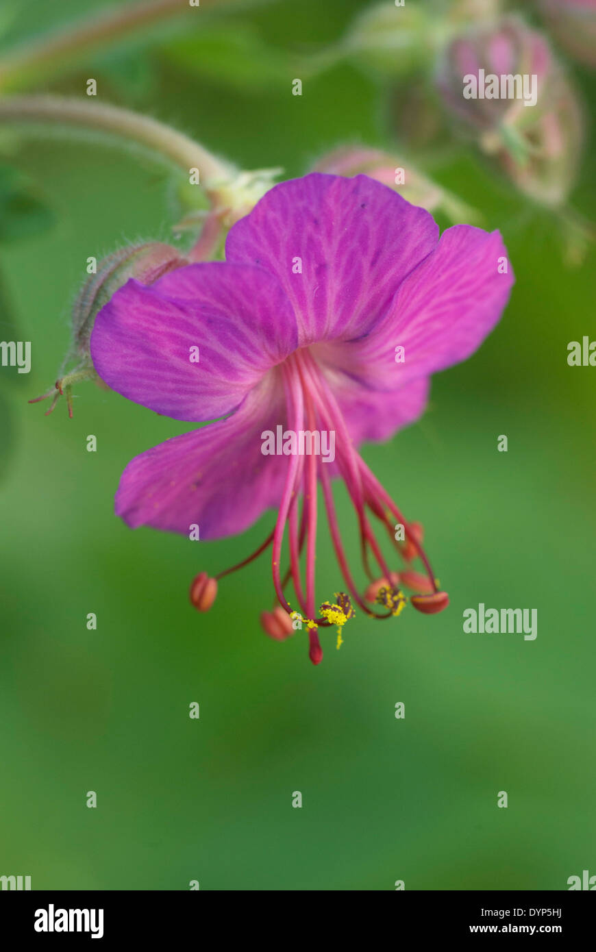 pink wild geranium blossom detail Stock Photo - Alamy