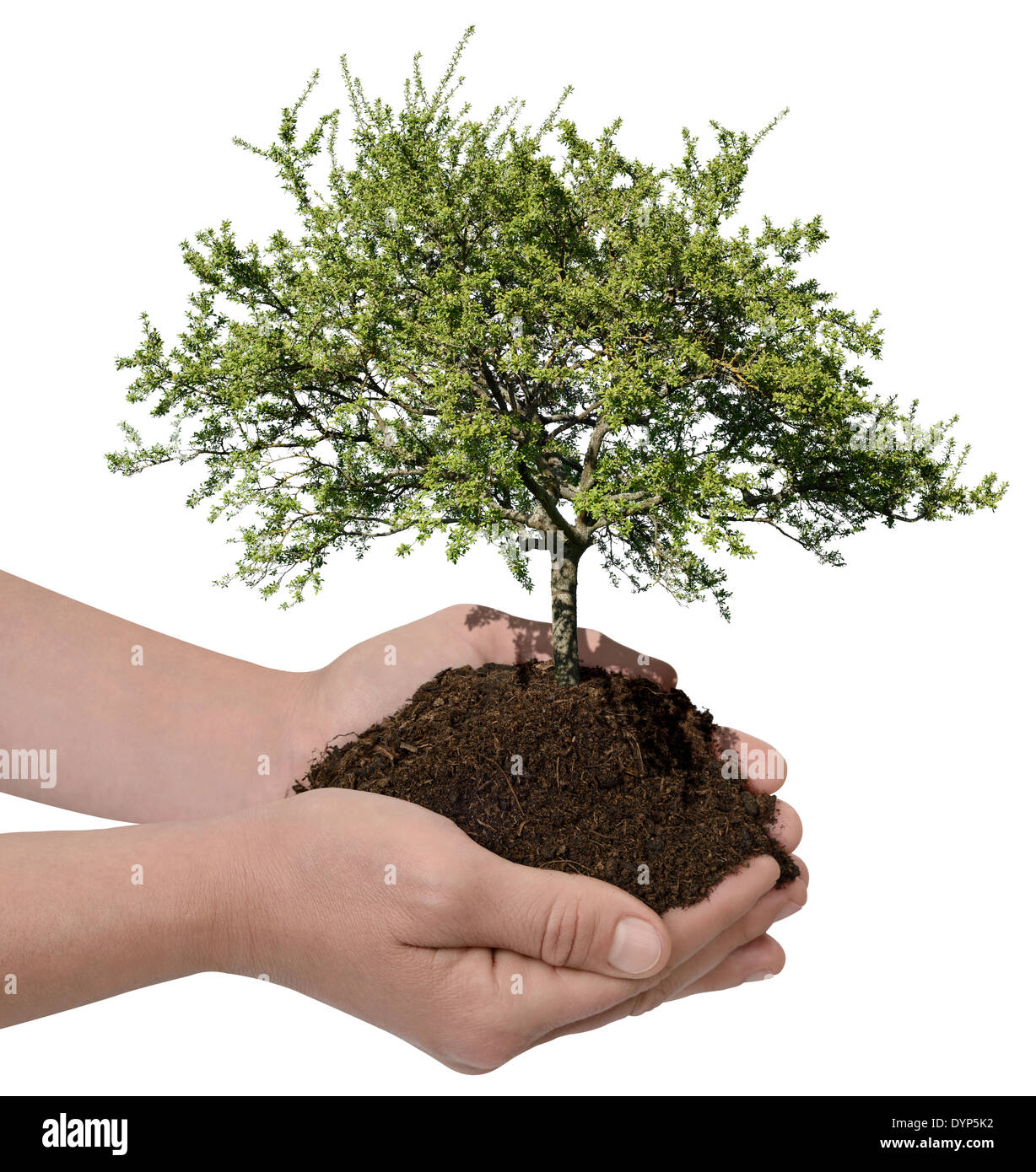 Hands holding a tree Stock Photo - Alamy