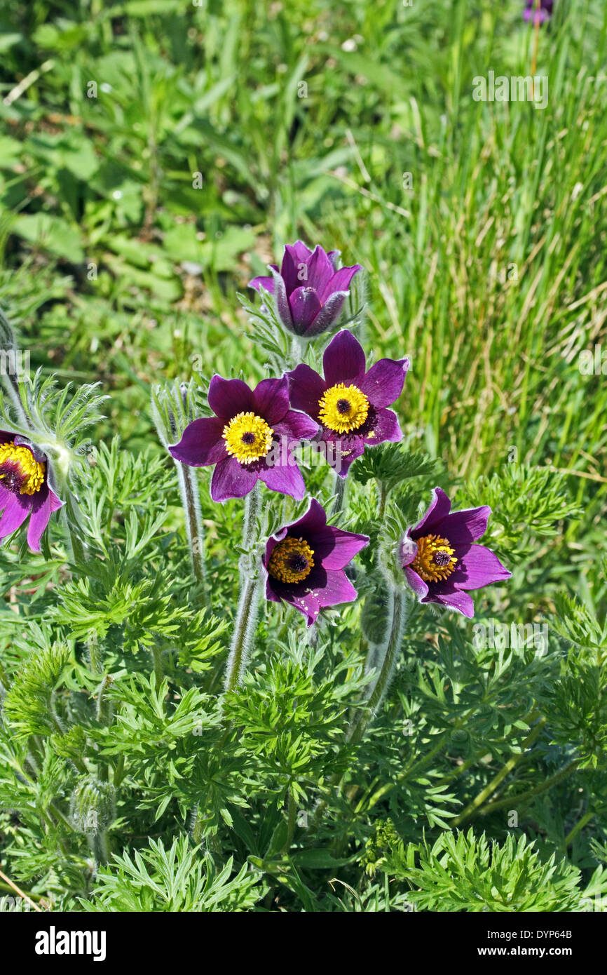 Pasque Flower (Pulsatilla vulgaris). Rare in England Stock Photo - Alamy