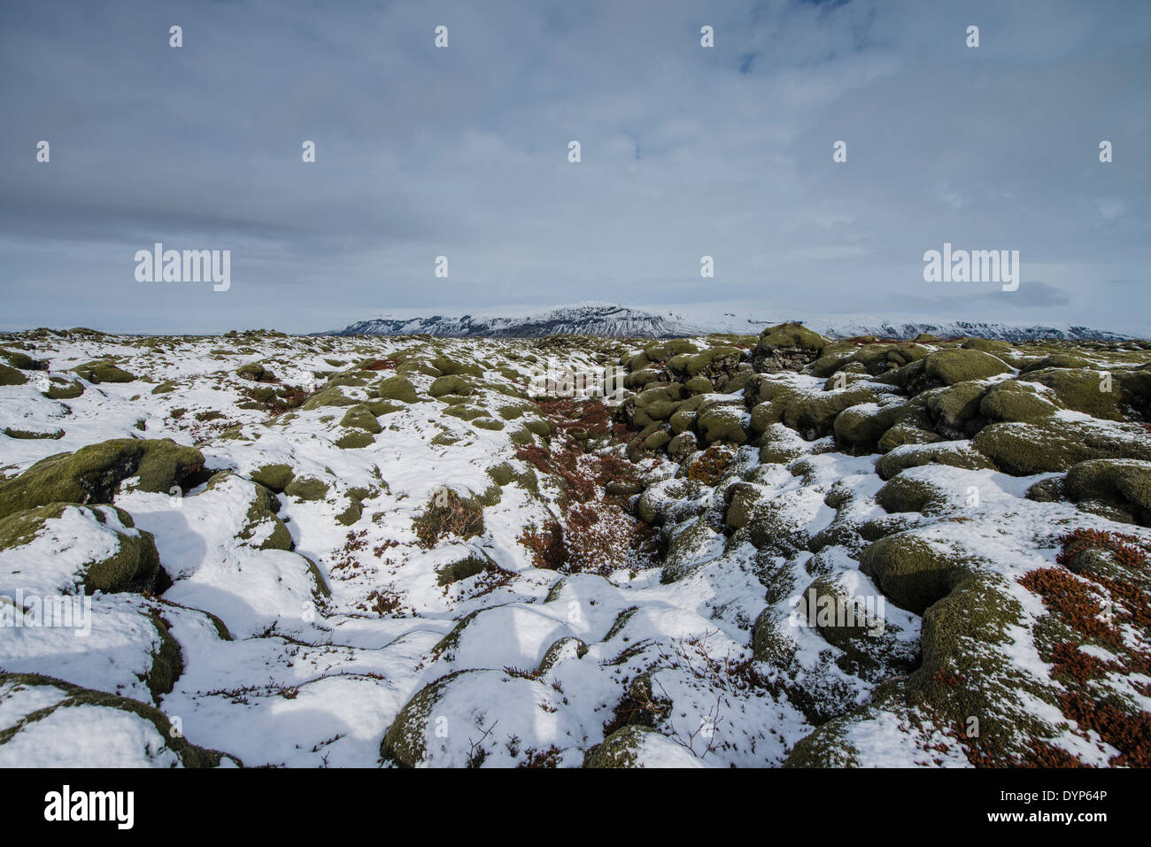 Planta islandia hi-res stock photography and images - Alamy