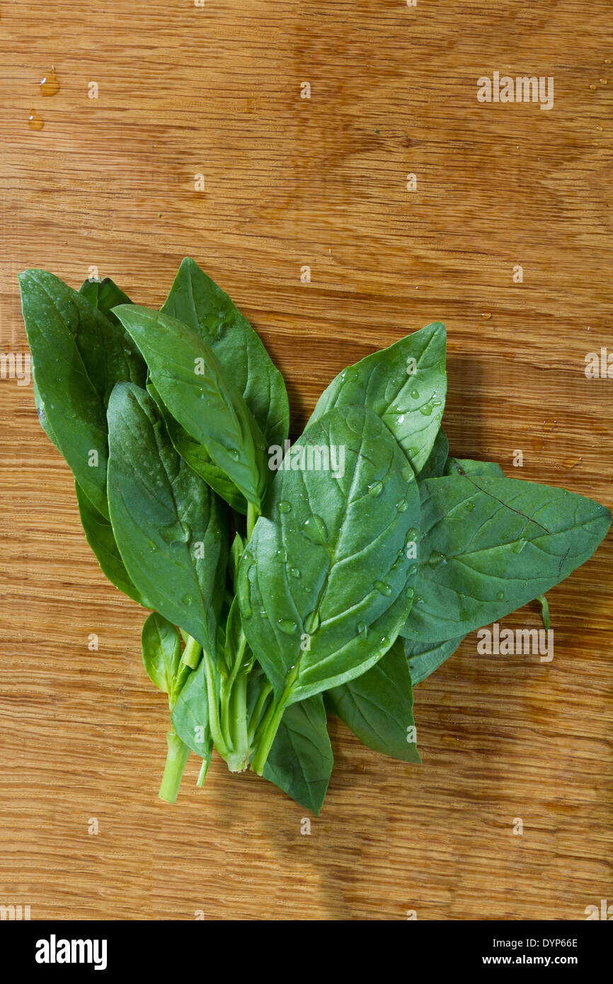 Fresh basil from the vegetable garden, ready to be used. Copy space ...