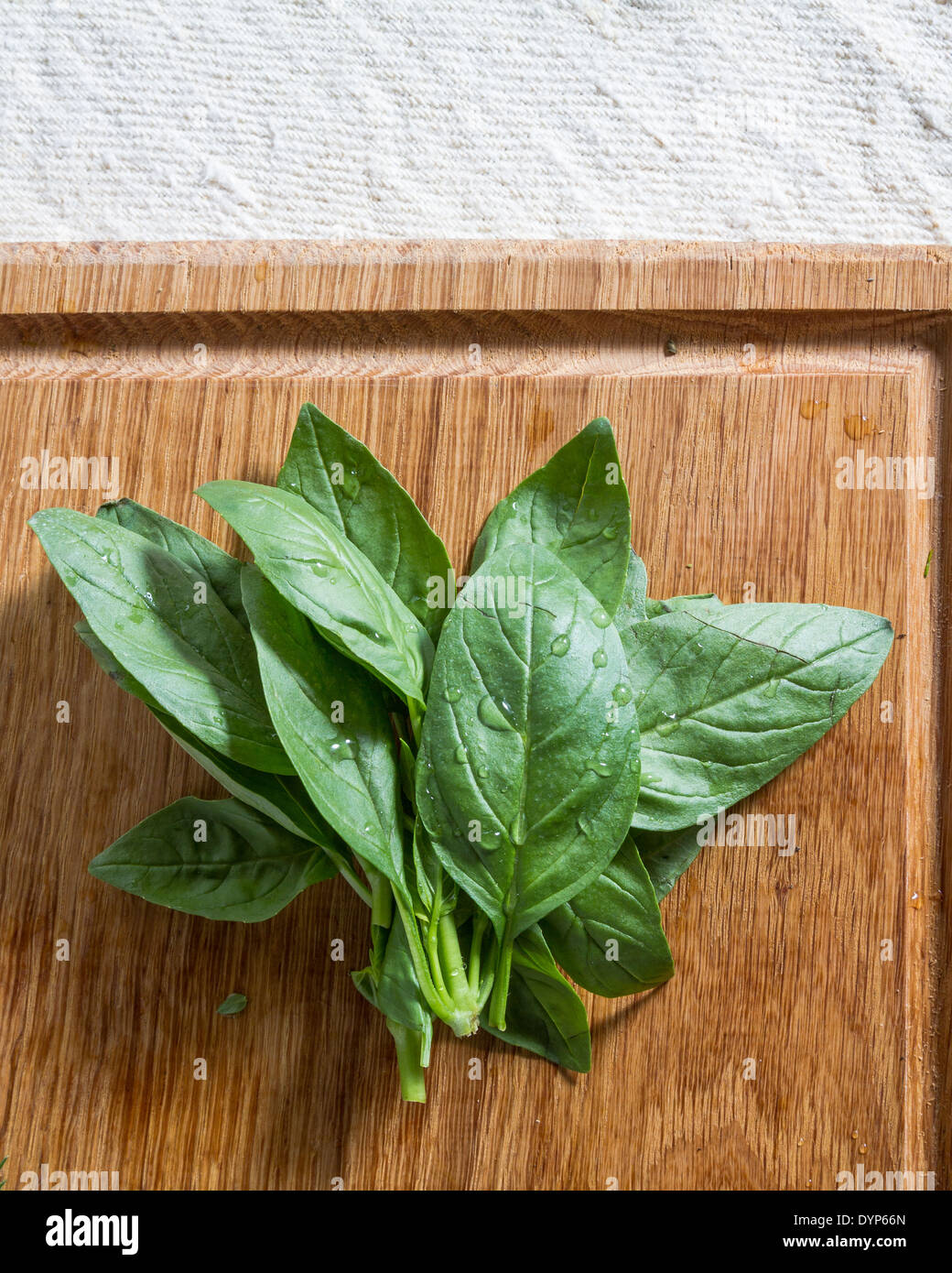 Fresh basil from the vegetable garden, ready to be used. Copy space ...