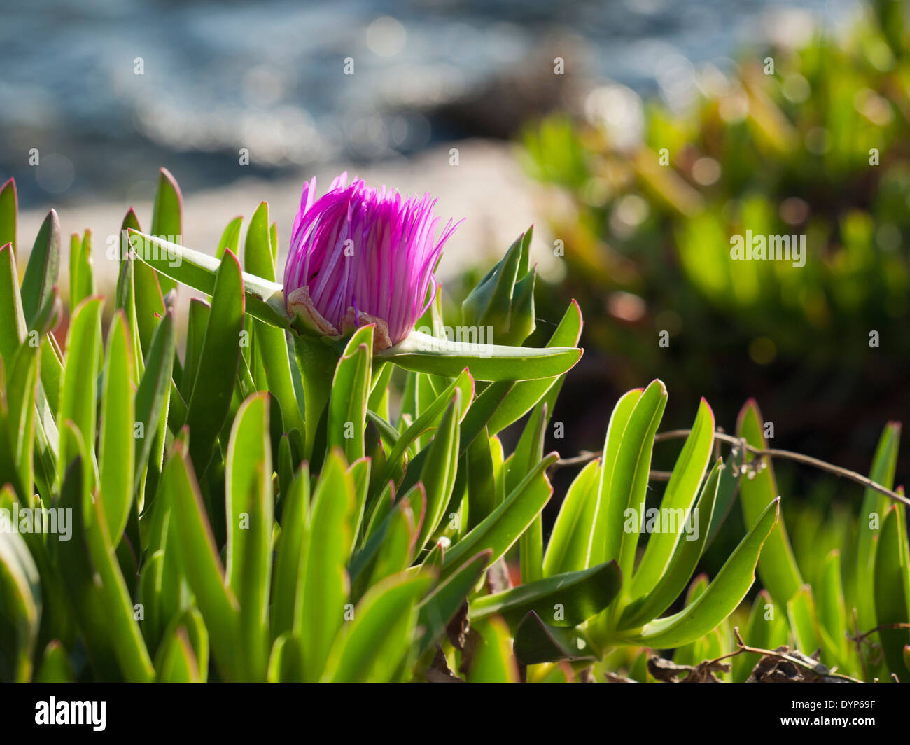 pigface flower in bloom on island Dugi otok, Sali, Croatia Stock Photo ...