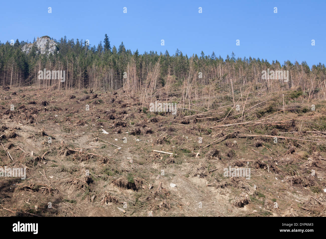 Broken trees hi-res stock photography and images - Alamy