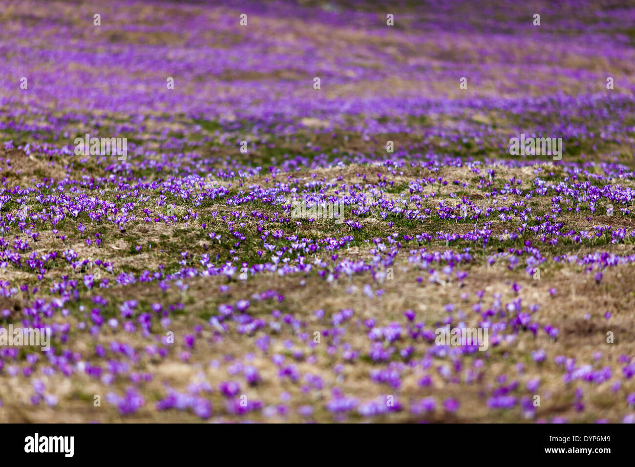Poland national flower hi-res stock photography and images - Alamy