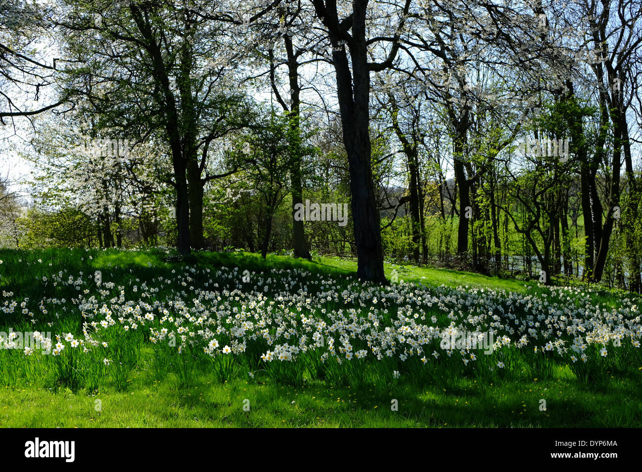 Springtime Daffodils in woodland Stock Photo - Alamy