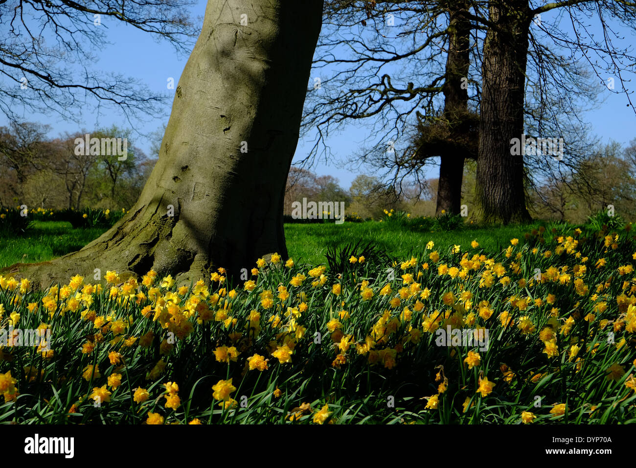 Springtime Daffodils in woodland Stock Photo - Alamy