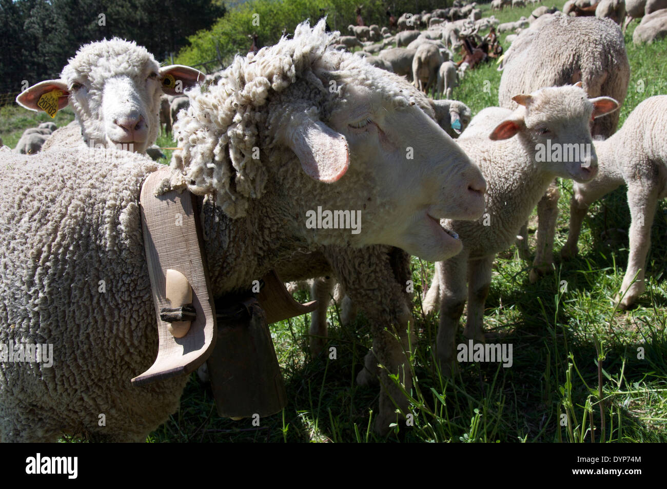 French agriculture. Profile of a mature sheep with a bell around its ...