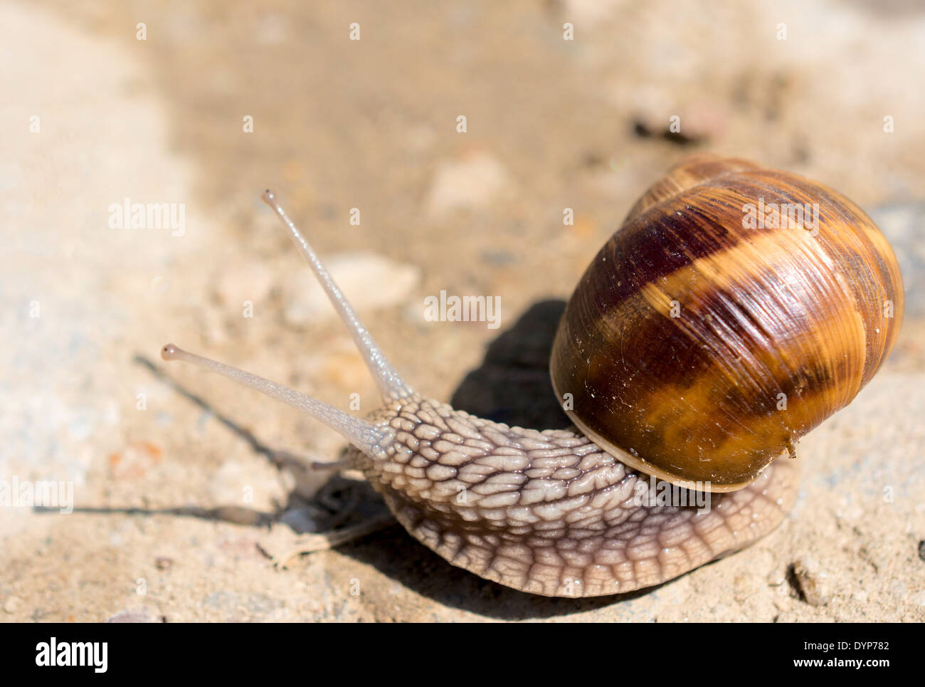 Domestic snail hi-res stock photography and images - Alamy