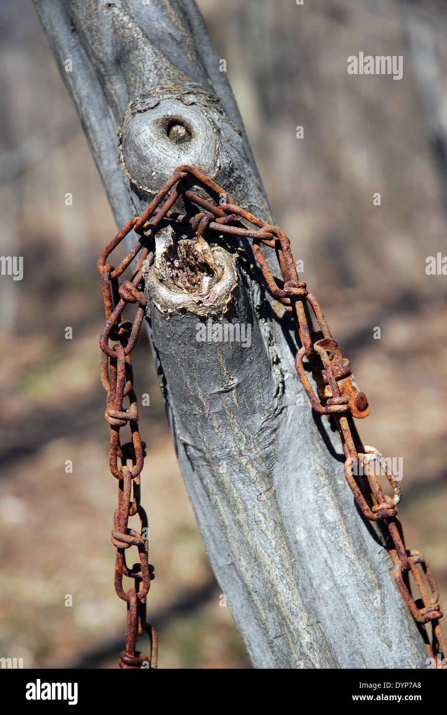 Old rusty dog chain hanging on small tree in woods Stock Photo - Alamy