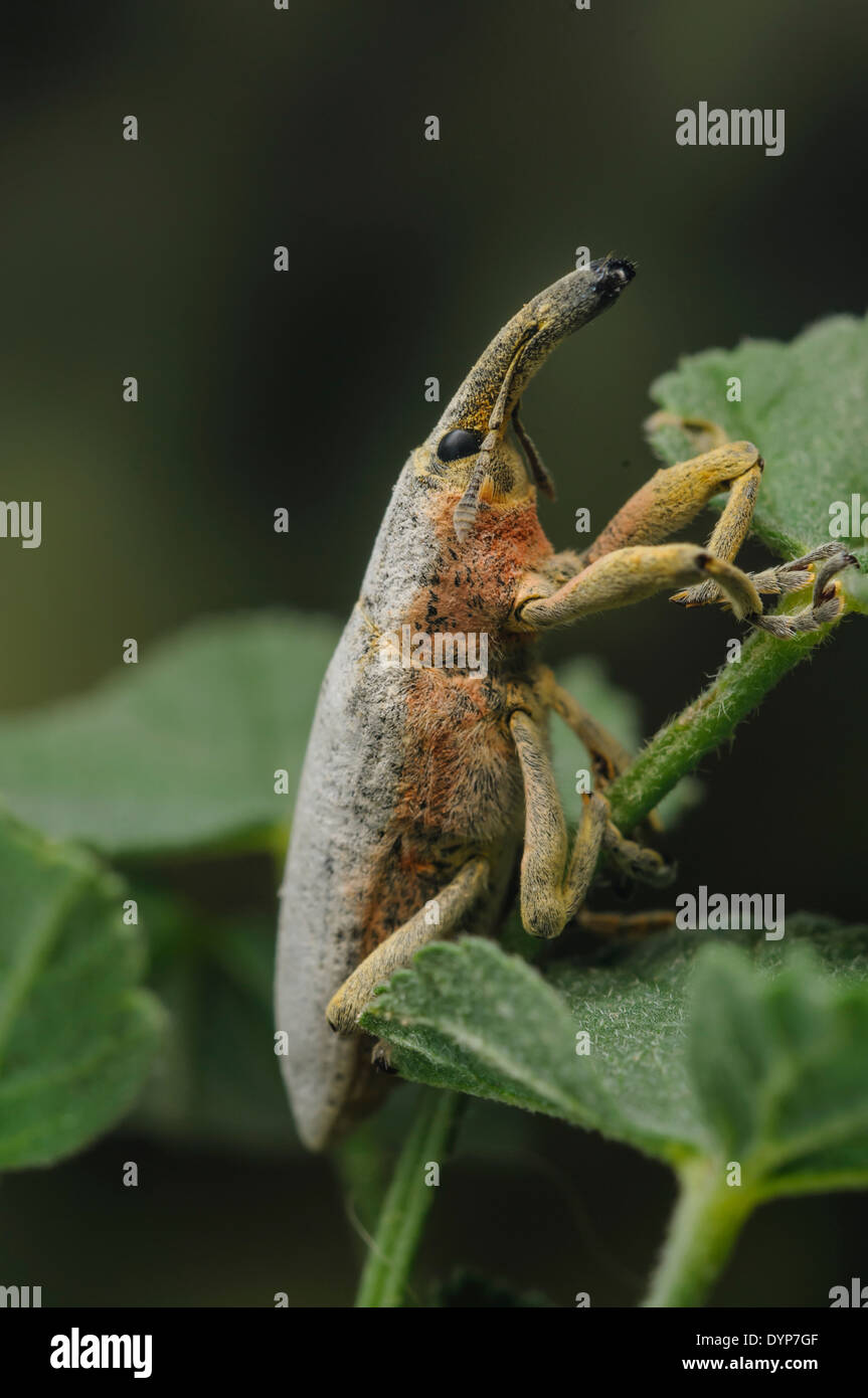 Lixus angustatus male on Malva sylvestris host plant Stock Photo - Alamy