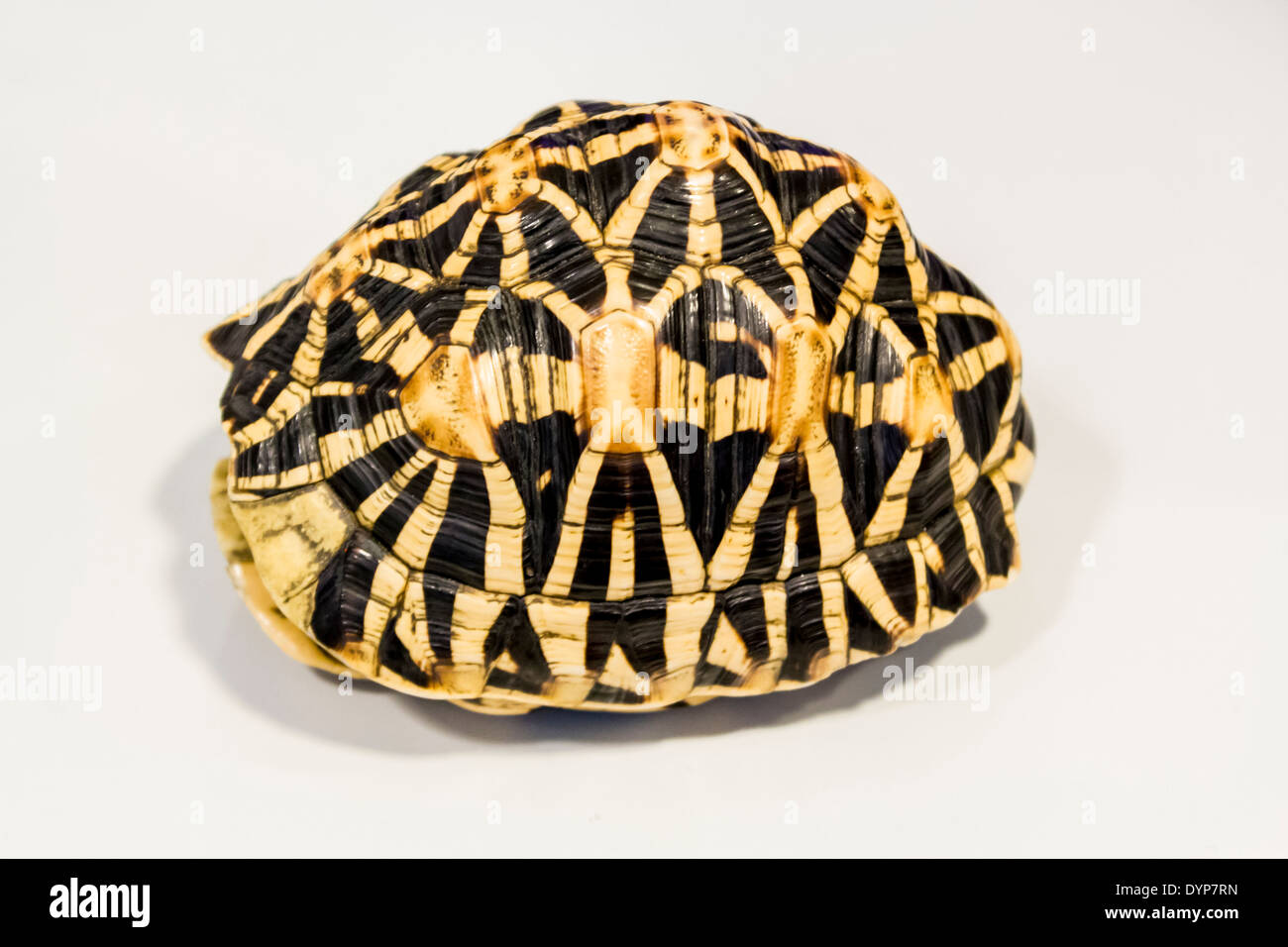 Back of tortoise hi-res stock photography and images - Alamy