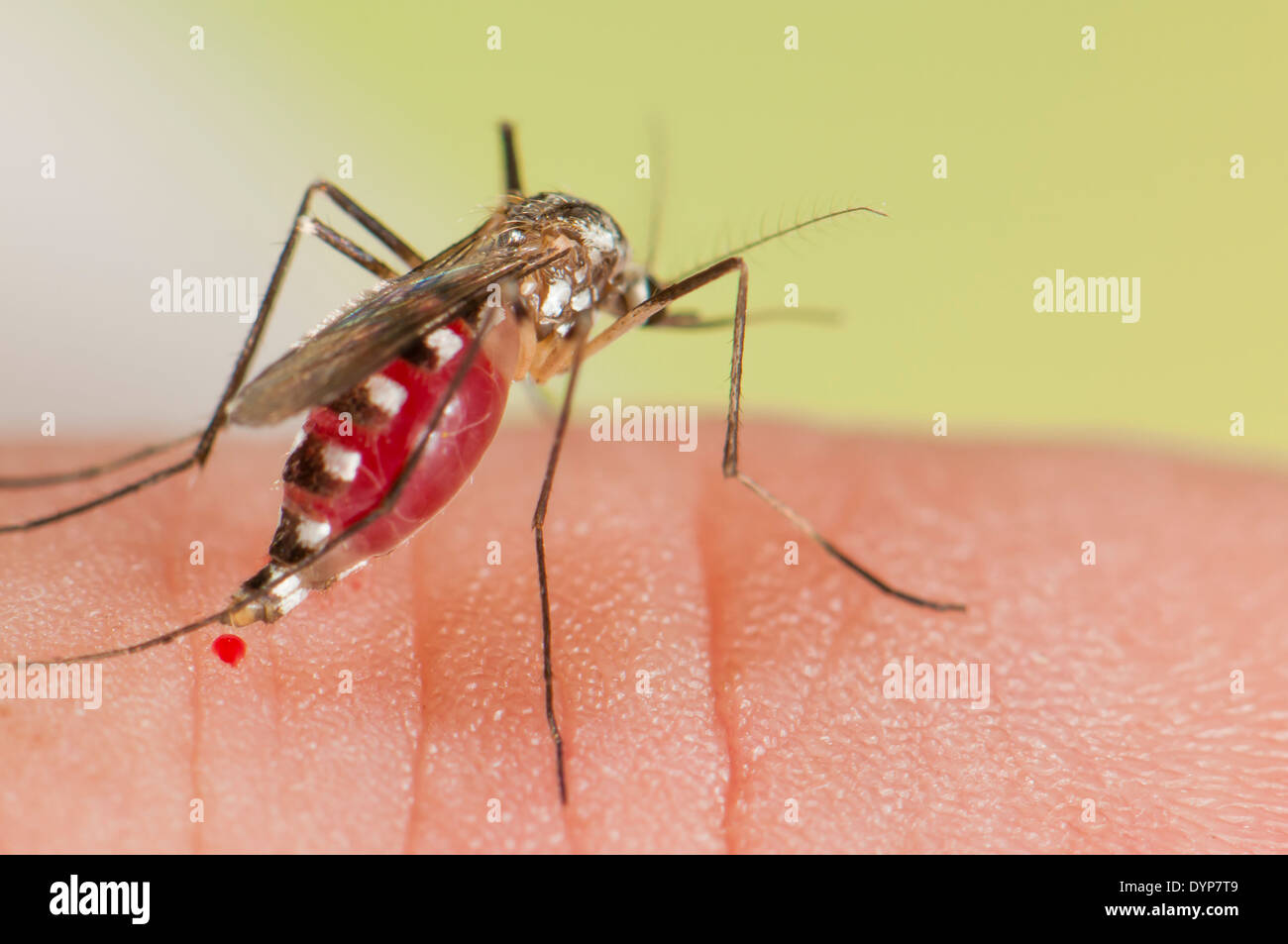 Aedes Mosquito Stock Photos & Aedes Mosquito Stock Images - Alamy