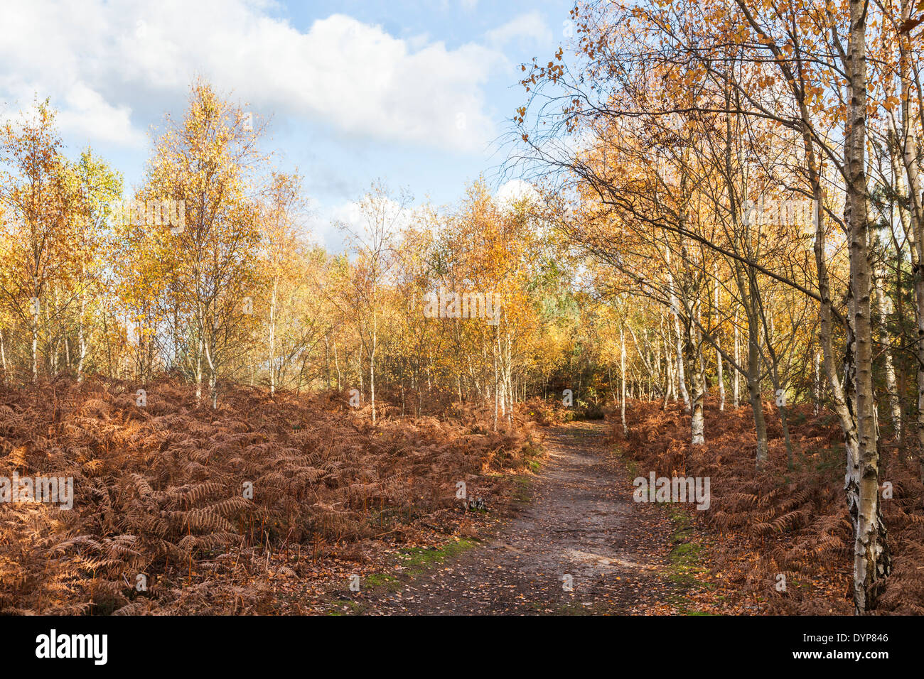 Woodland path through silver birch trees in bright autumn colours with ...