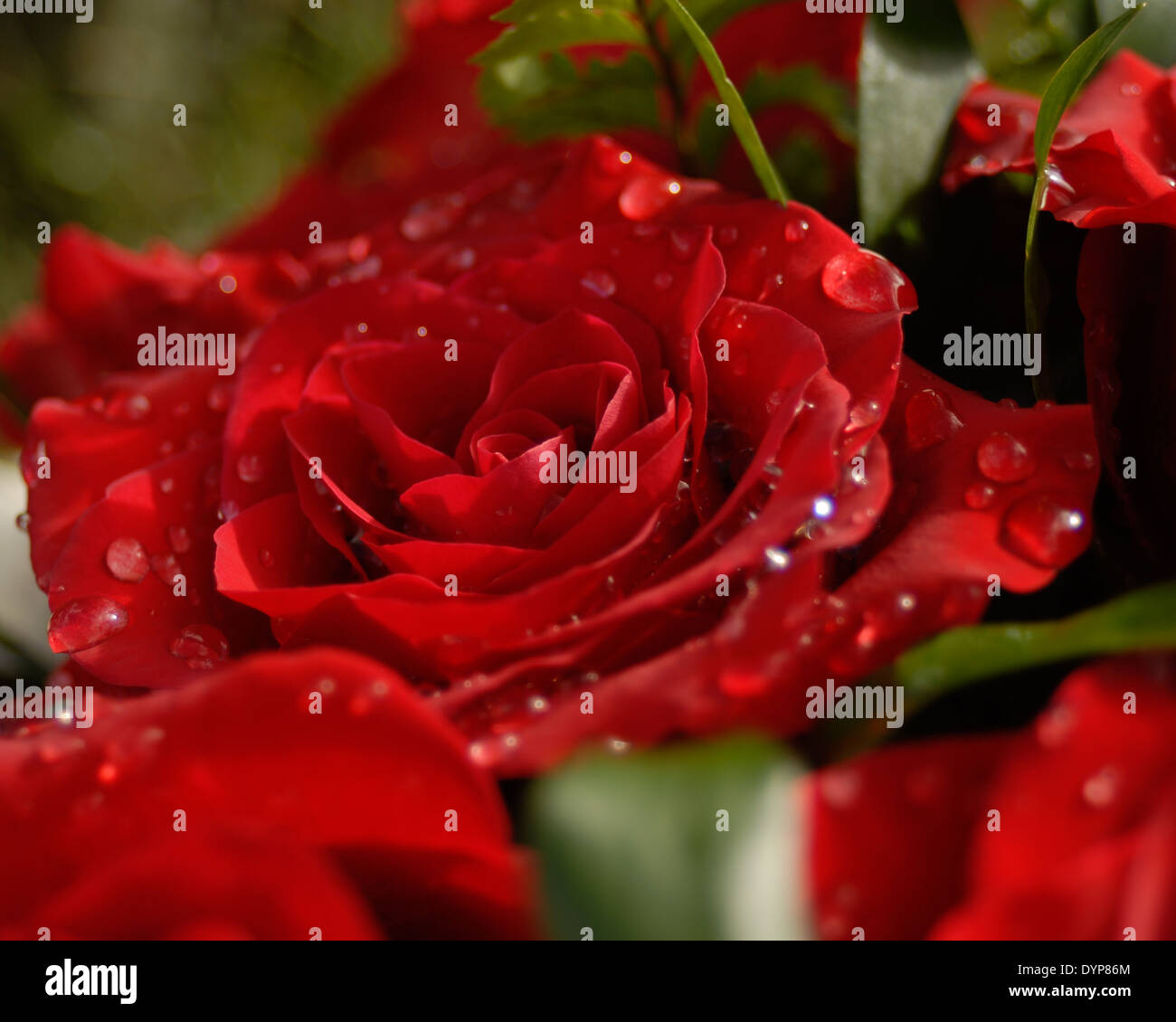 Red rose after a rain Stock Photo - Alamy
