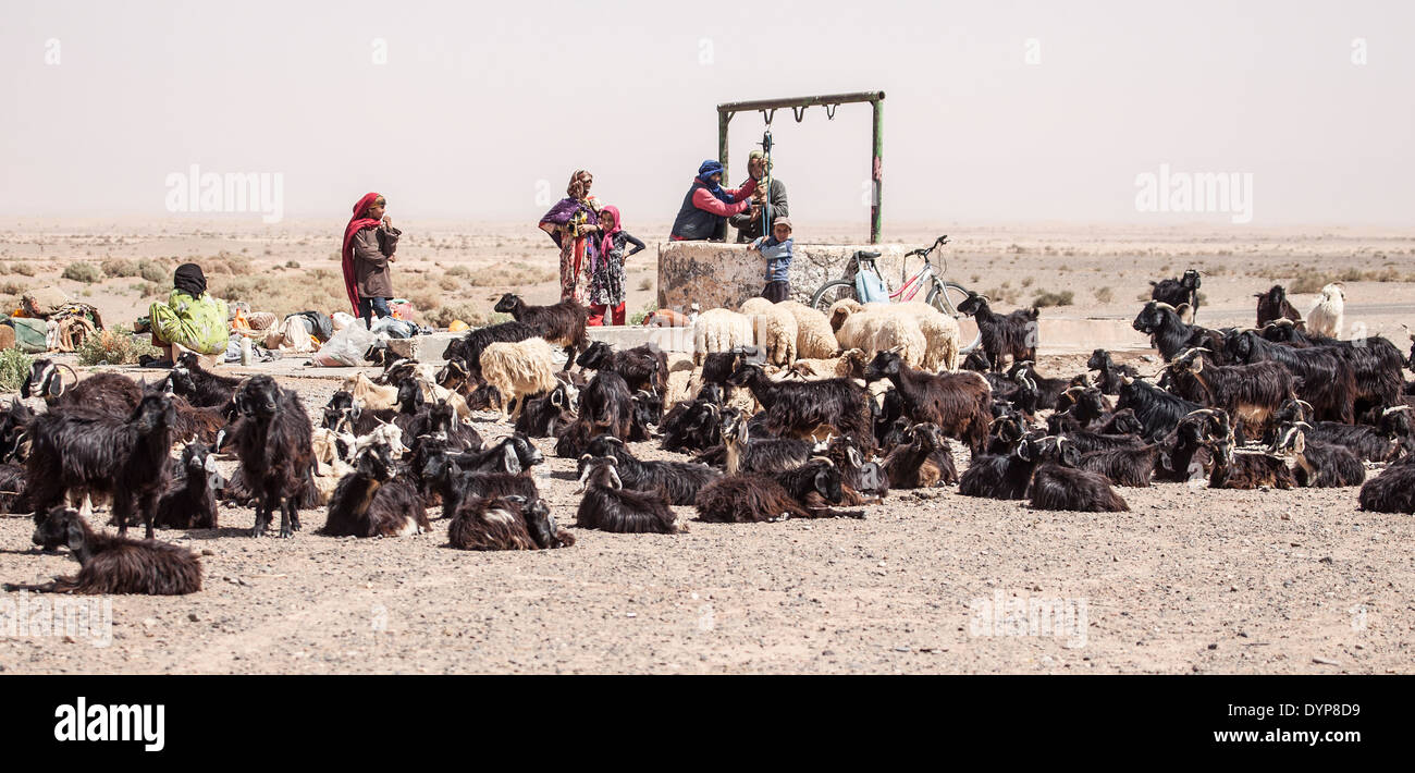 A herding family getting water from a well for their sheep and goats ...