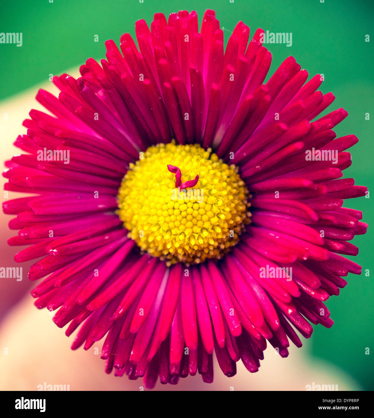 Selective focus flowering tiger hi-res stock photography and images - Alamy