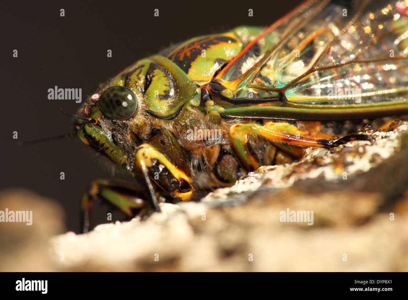A macro portrait of a New Zealand Cicada Stock Photo - Alamy