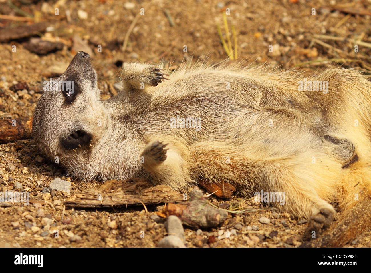 Meerkat species hi-res stock photography and images - Alamy