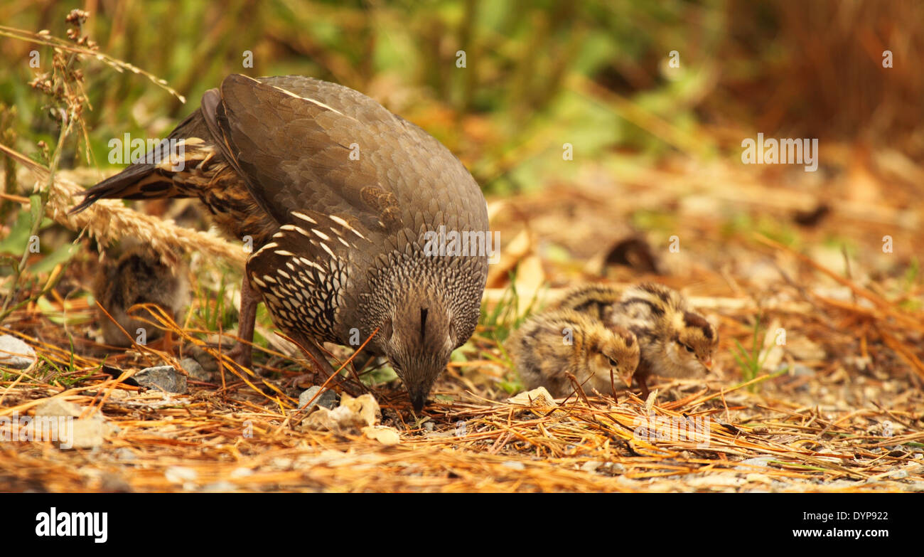 Female Quail High Resolution Stock Photography and Images - Alamy