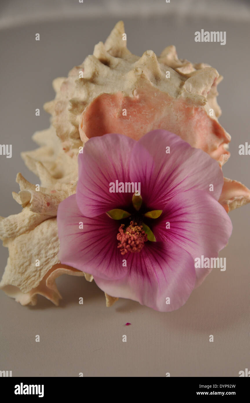 Hibiscus flower next to a seashell Stock Photo - Alamy