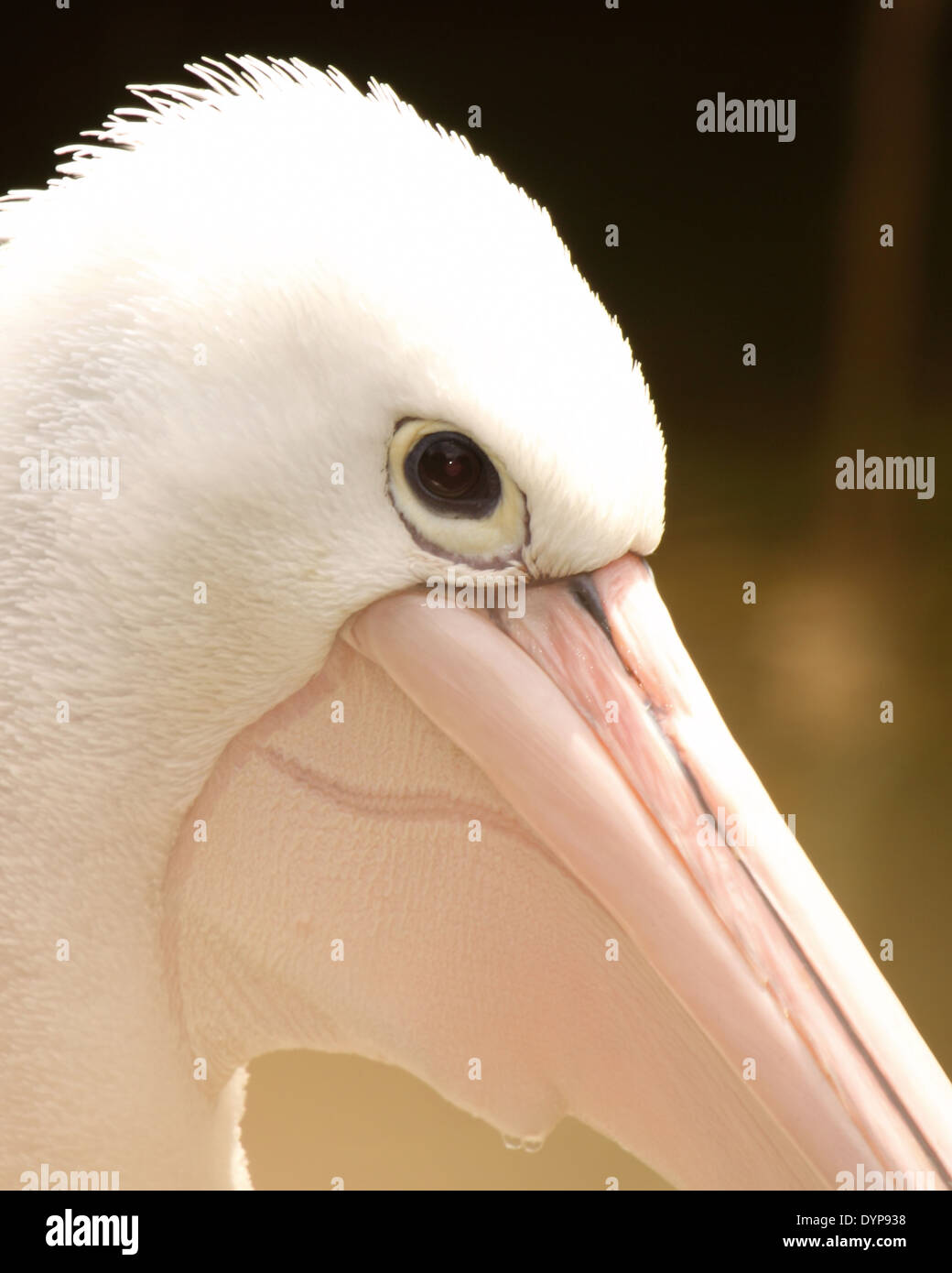 Australian pelican eye hi-res stock photography and images - Alamy