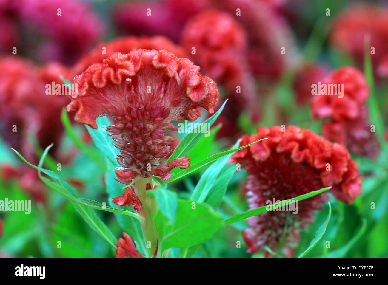 Cockscomb hi-res stock photography and images - Alamy